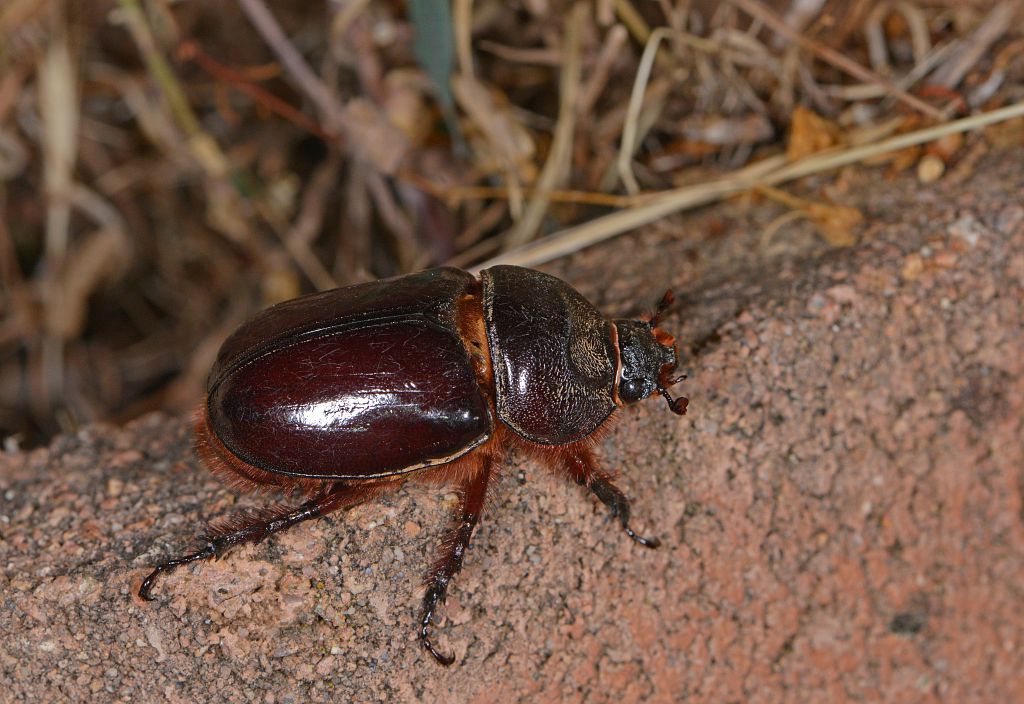 Scarabée rhinocéros européen - Oryctes nasicornis | Biodiv'Écrins ...