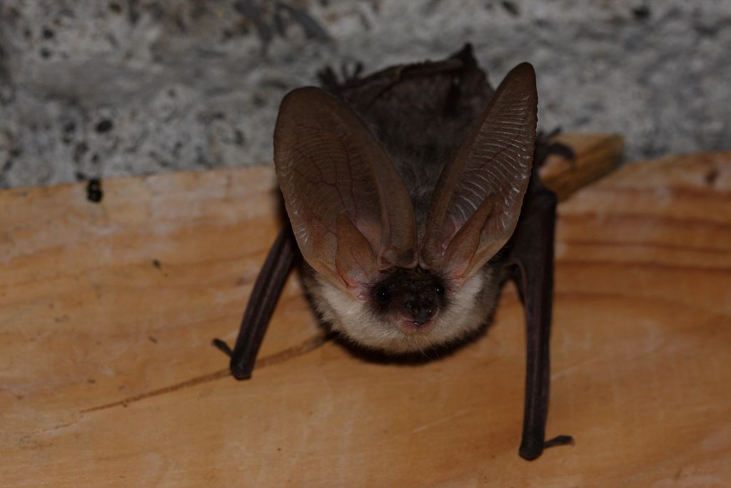 Oreillard montagnard - Plecotus macrobullaris | Biodiv'Écrins - Parc ...