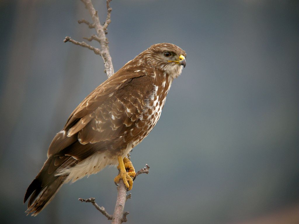 Buse Variable Buteo Buteo Biodiv crins Parc National Des crins Buse Variable Buteo Buteo Biodiv crins Parc National Des crins