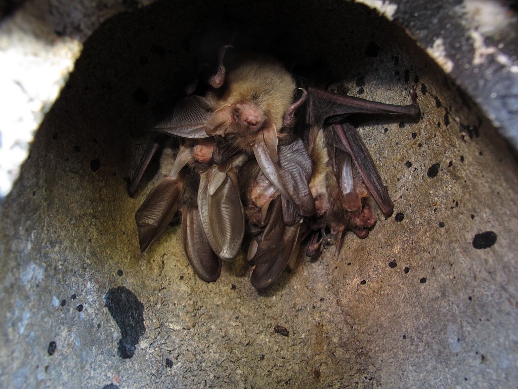 Plecotus | Biodiv'Écrins - Parc national des Écrins