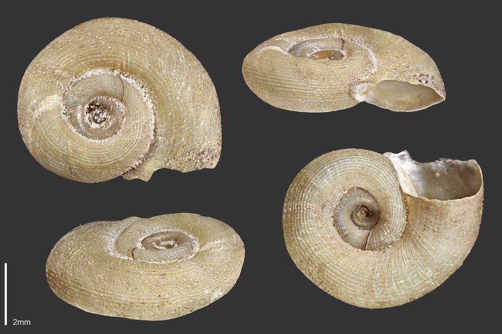 Planorbine poilue - Gyraulus albus | Biodiv'Écrins - Parc national des Écrins