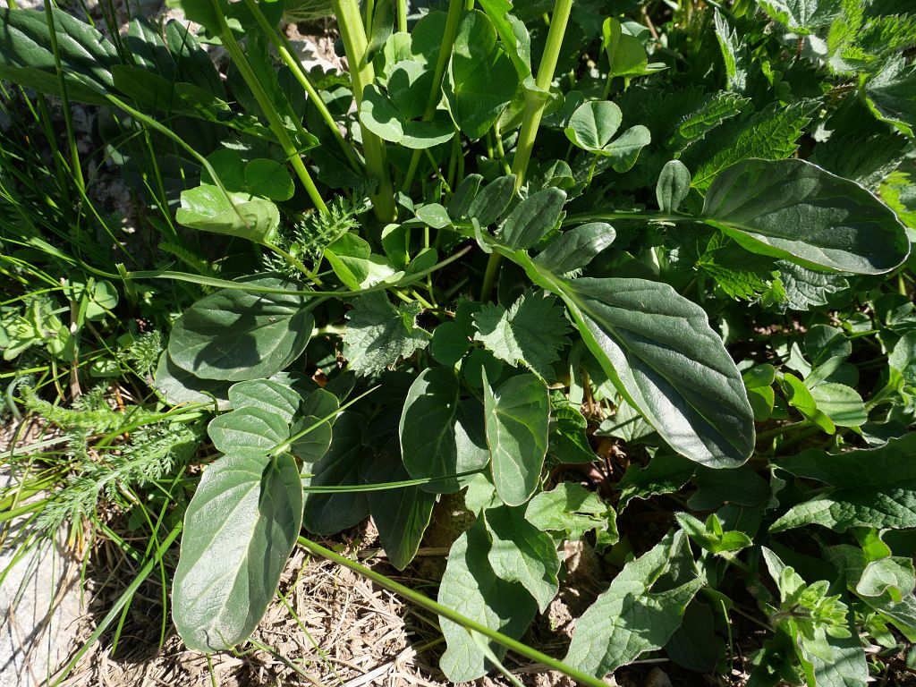 Barbarée commune - Barbarea vulgaris | Biodiv'Écrins - Parc national ...